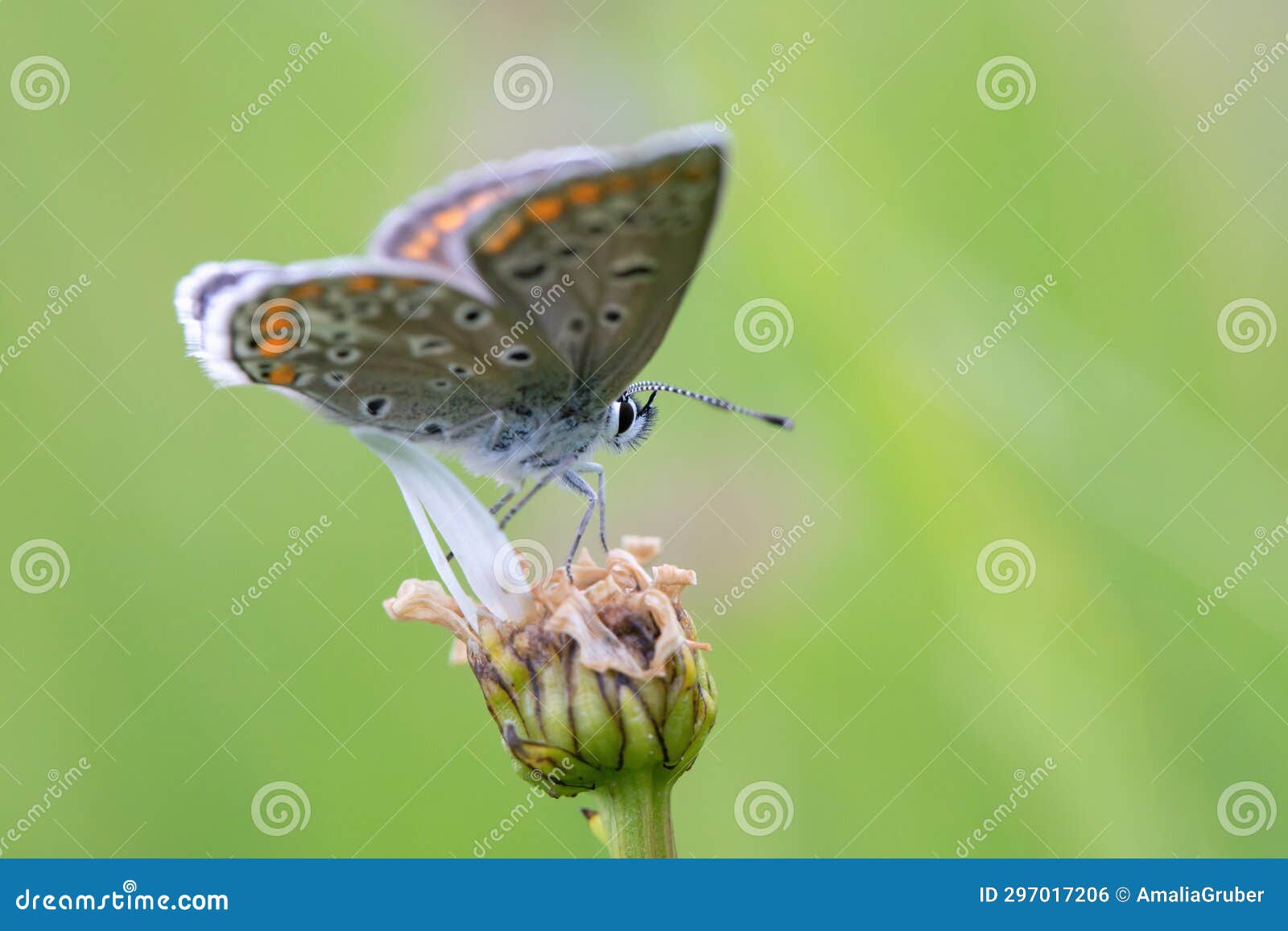 Female Common Blue Butterfly (Polyommatus Icarus). Stock Photo - Image ...