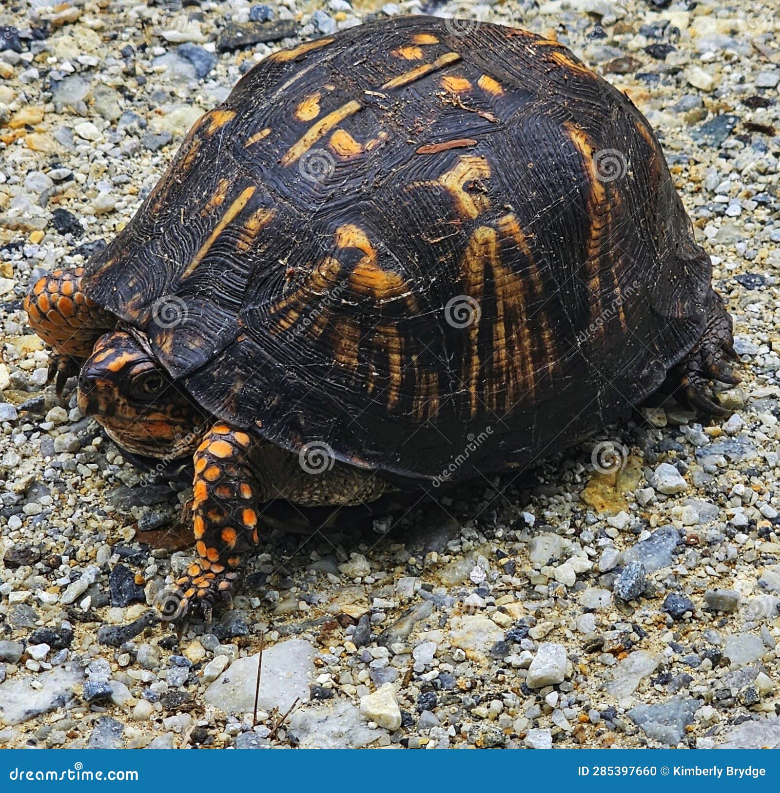 Female common box turtle stock photo. Image of fish - 285397660