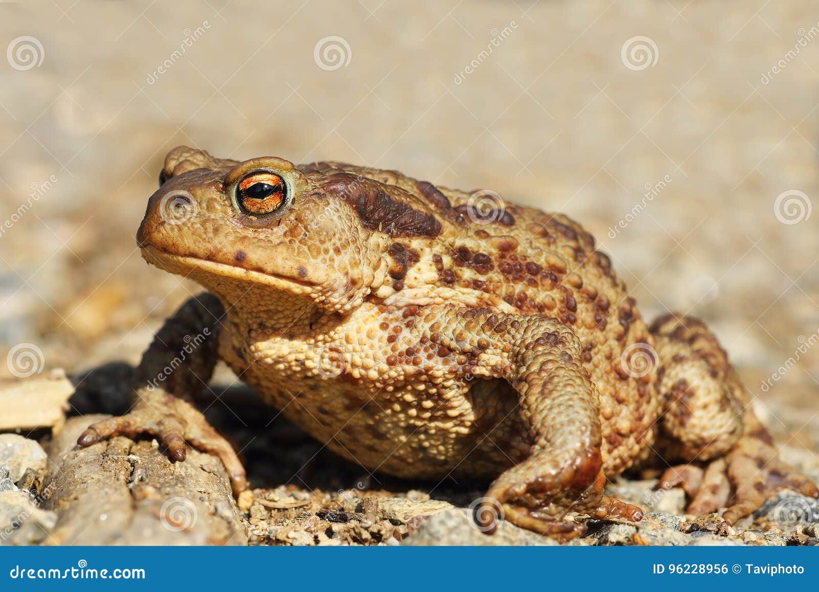 Female Common Brown Toad Close Up Stock Photo - Image of gray, natural ...
