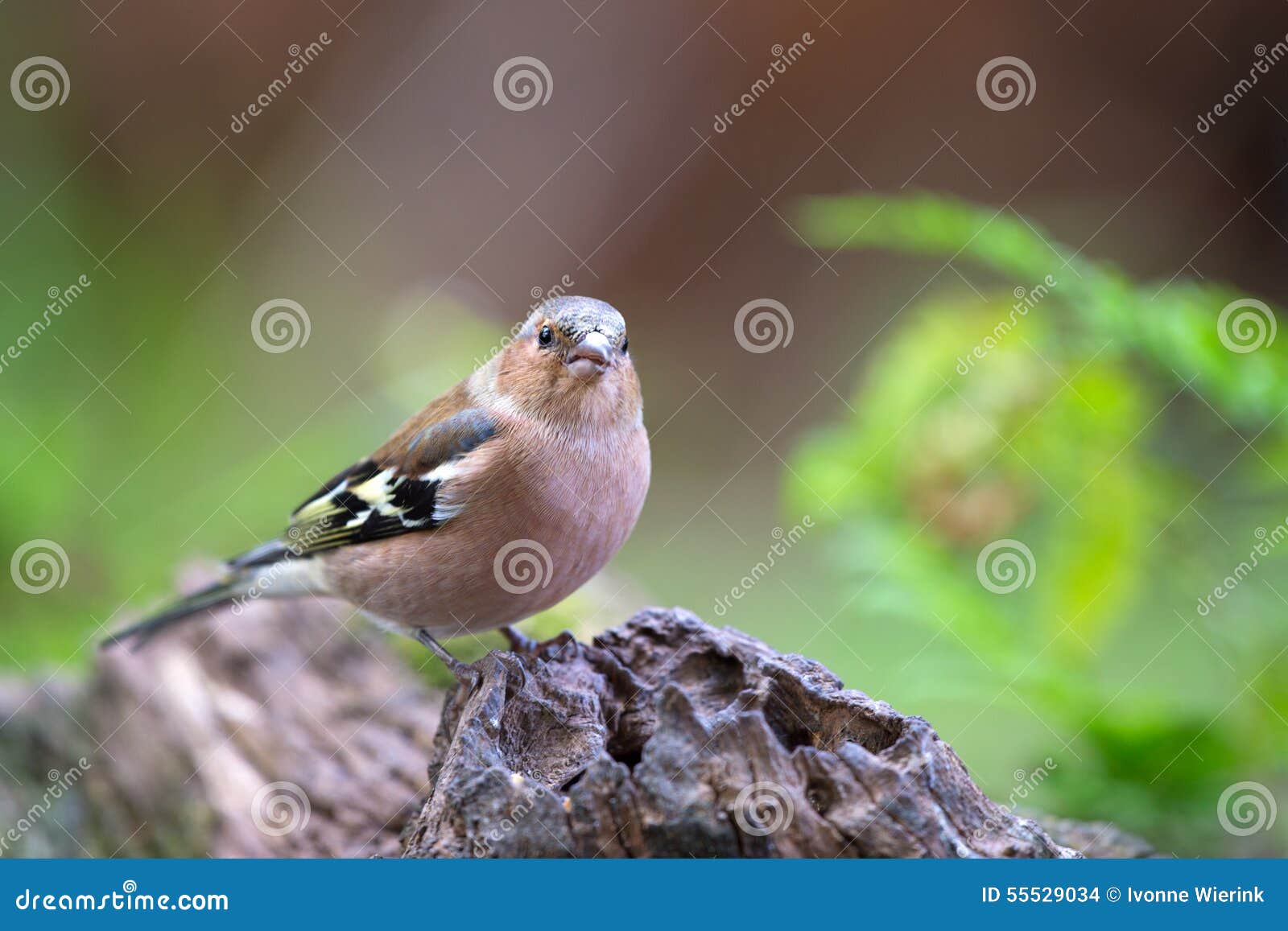 Female common chaffinch stock photo. Image of female - 55529034
