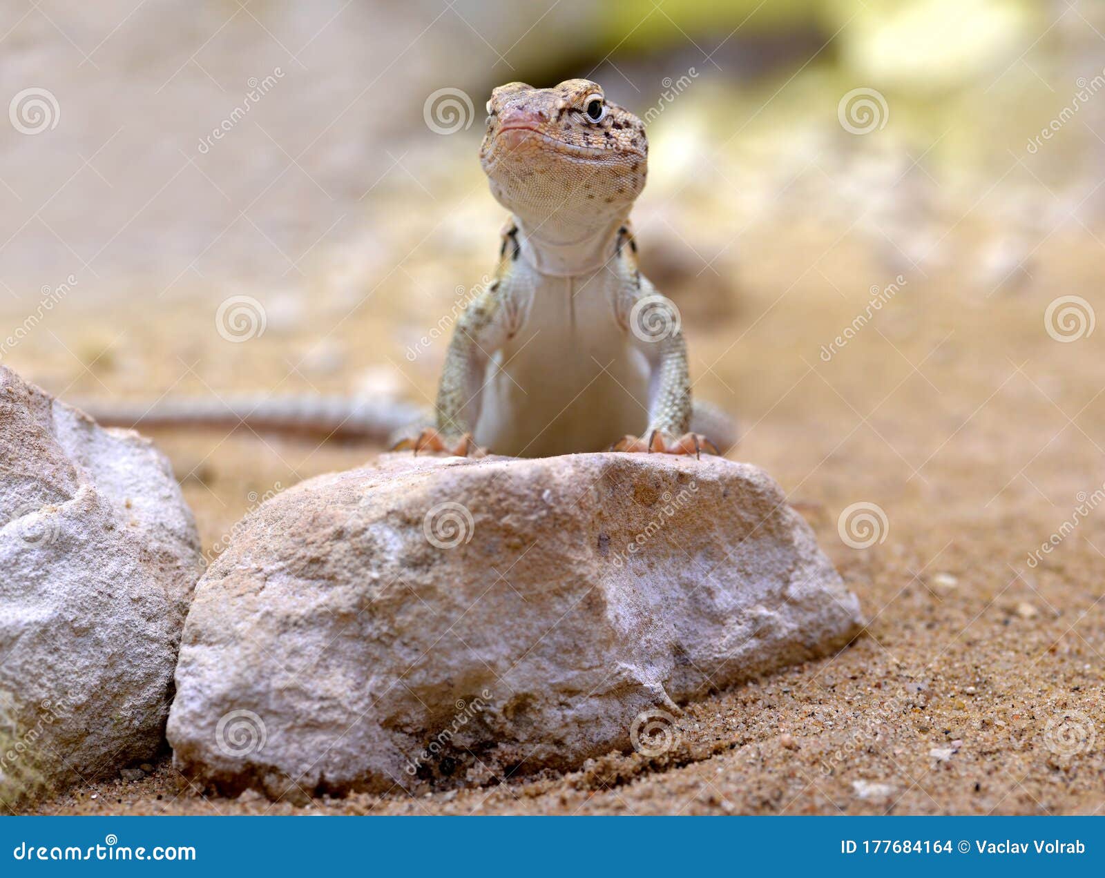 Common Collared Lizard Crotaphytus Collaris Stock Photo - Image of ...