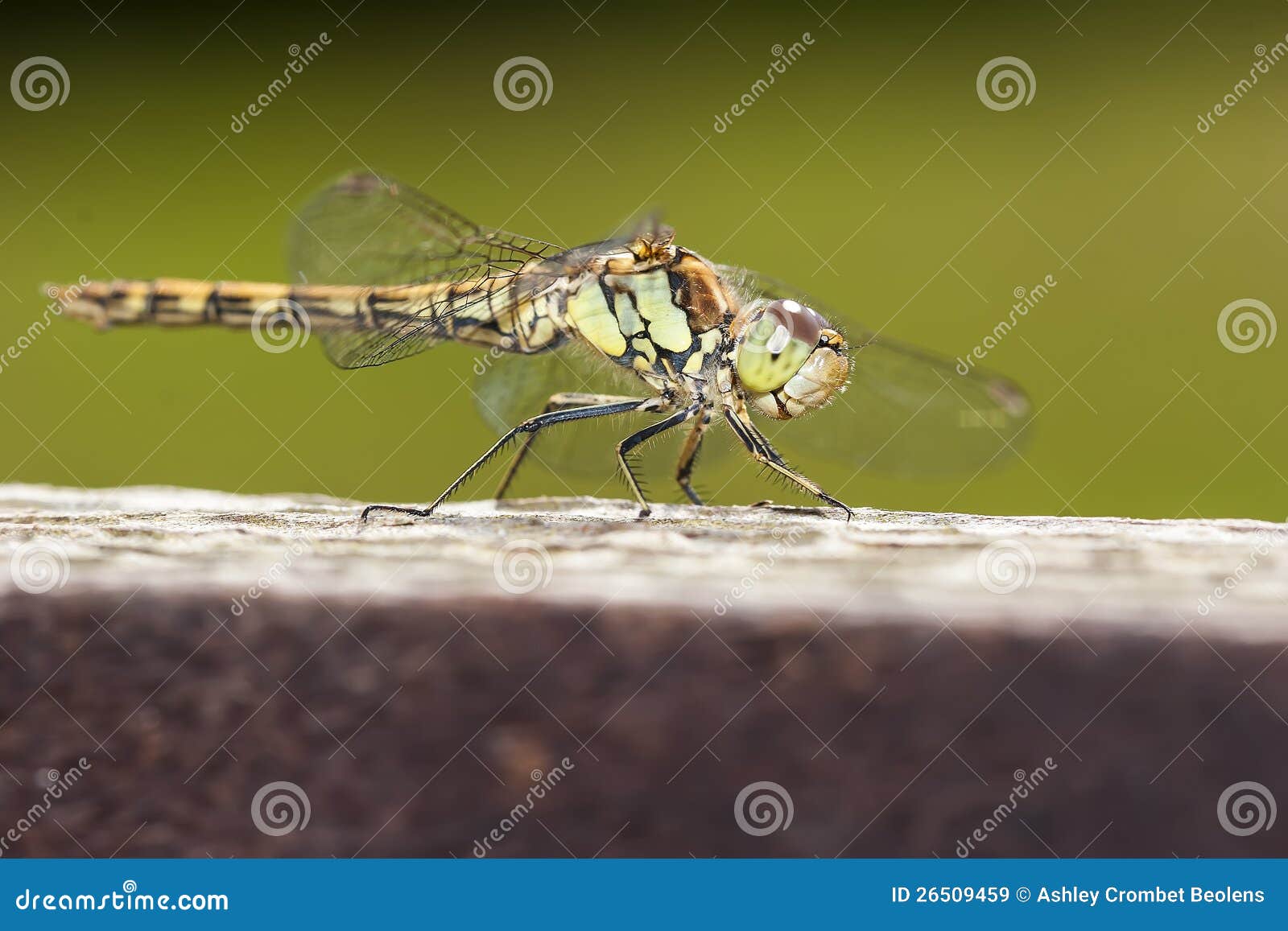 Female Common Darter stock image. Image of head, striolatum - 26509459