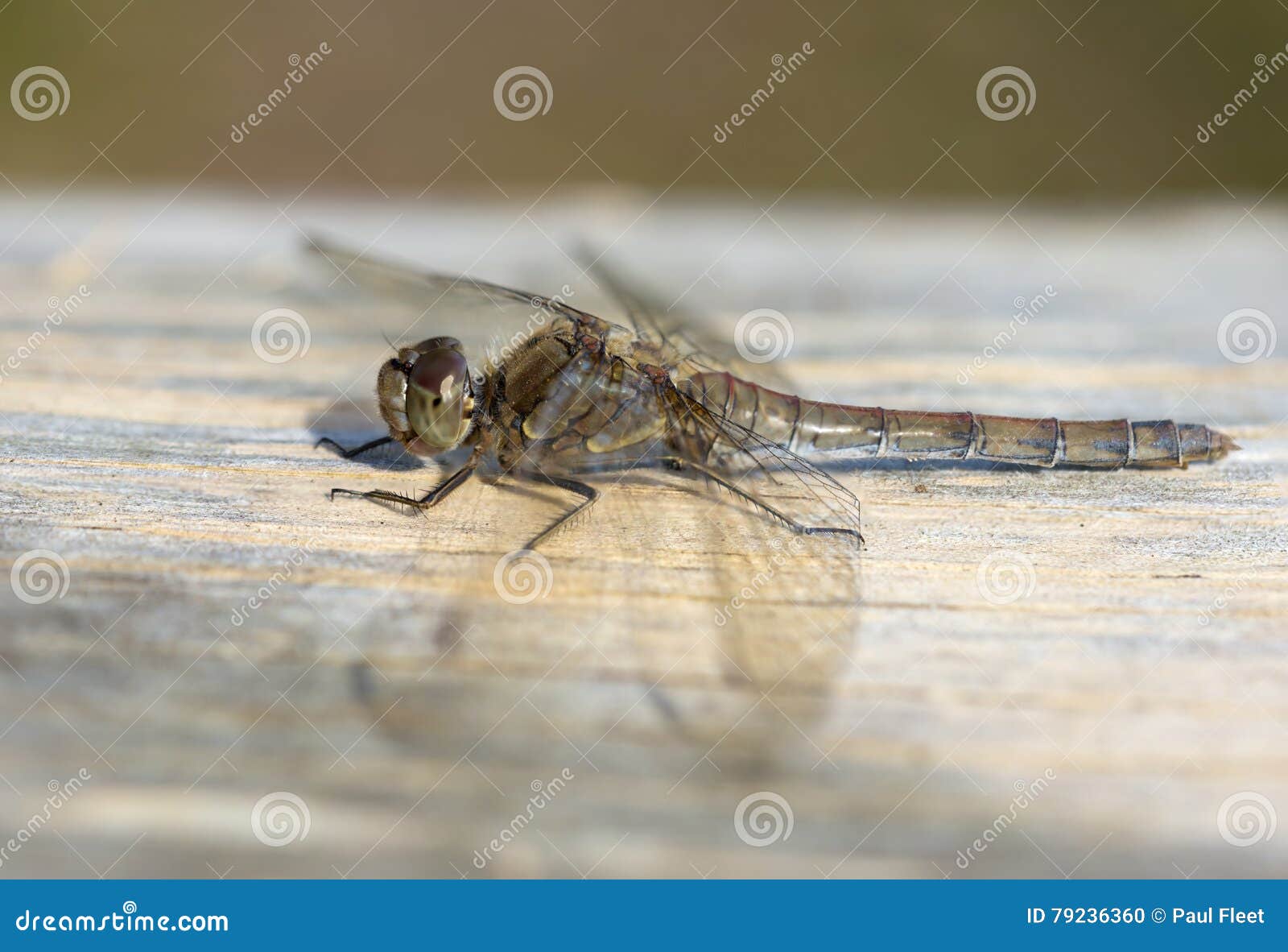 Female Common Darter Dragonfly Stock Photo - Image of wildlife, insect ...