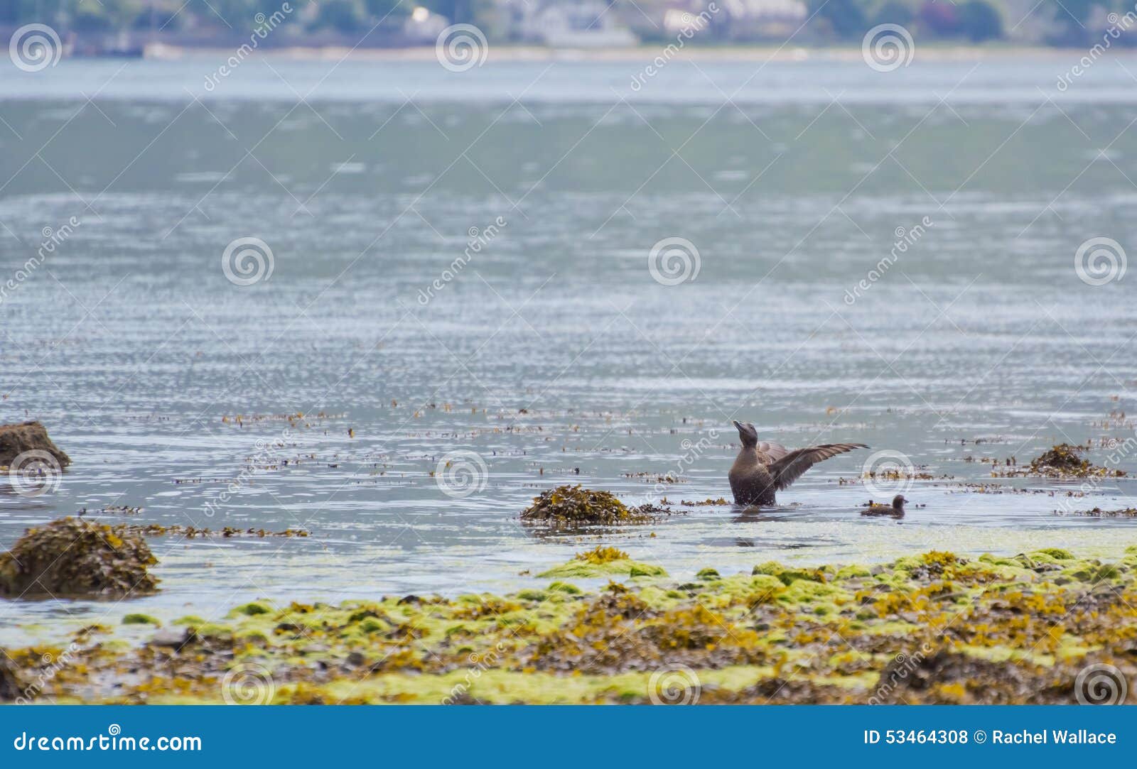 Female Common Eider stock photo. Image of flapping, processed - 53464308