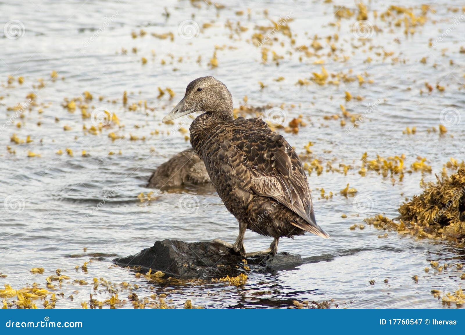 Female of Common Eider(Somateria Mollissima) Stock Image - Image of ...