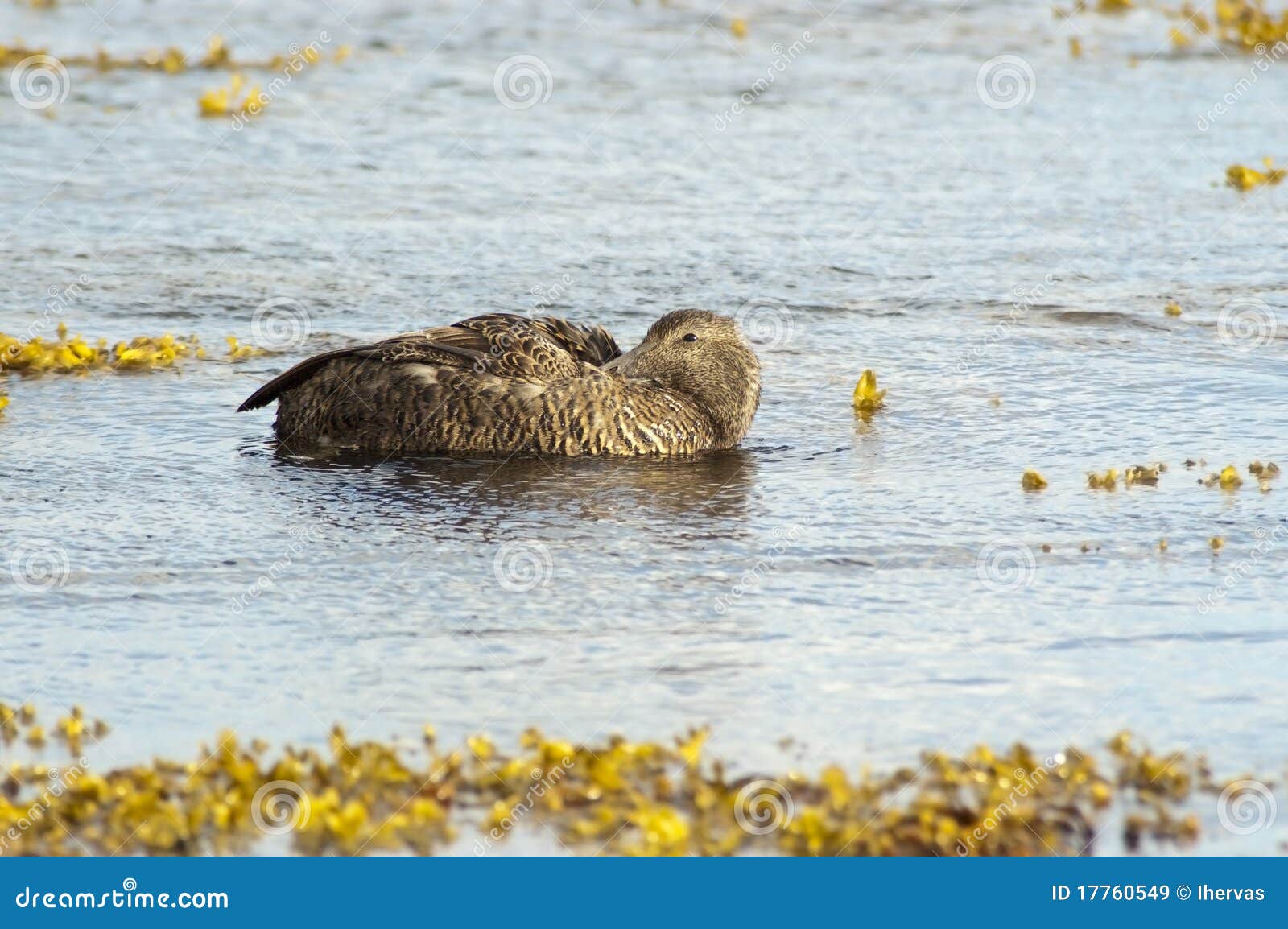 Female of Common Eider(Somateria Mollissima) Stock Image - Image of ...