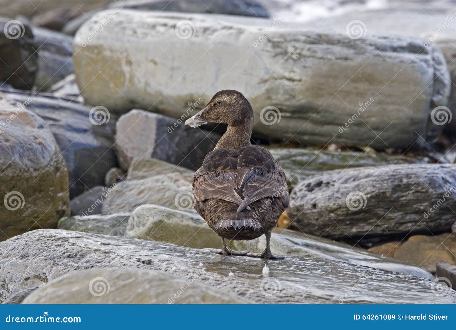 Female Common Eider, Somateria Mollissima Stock Image - Image of drake ...