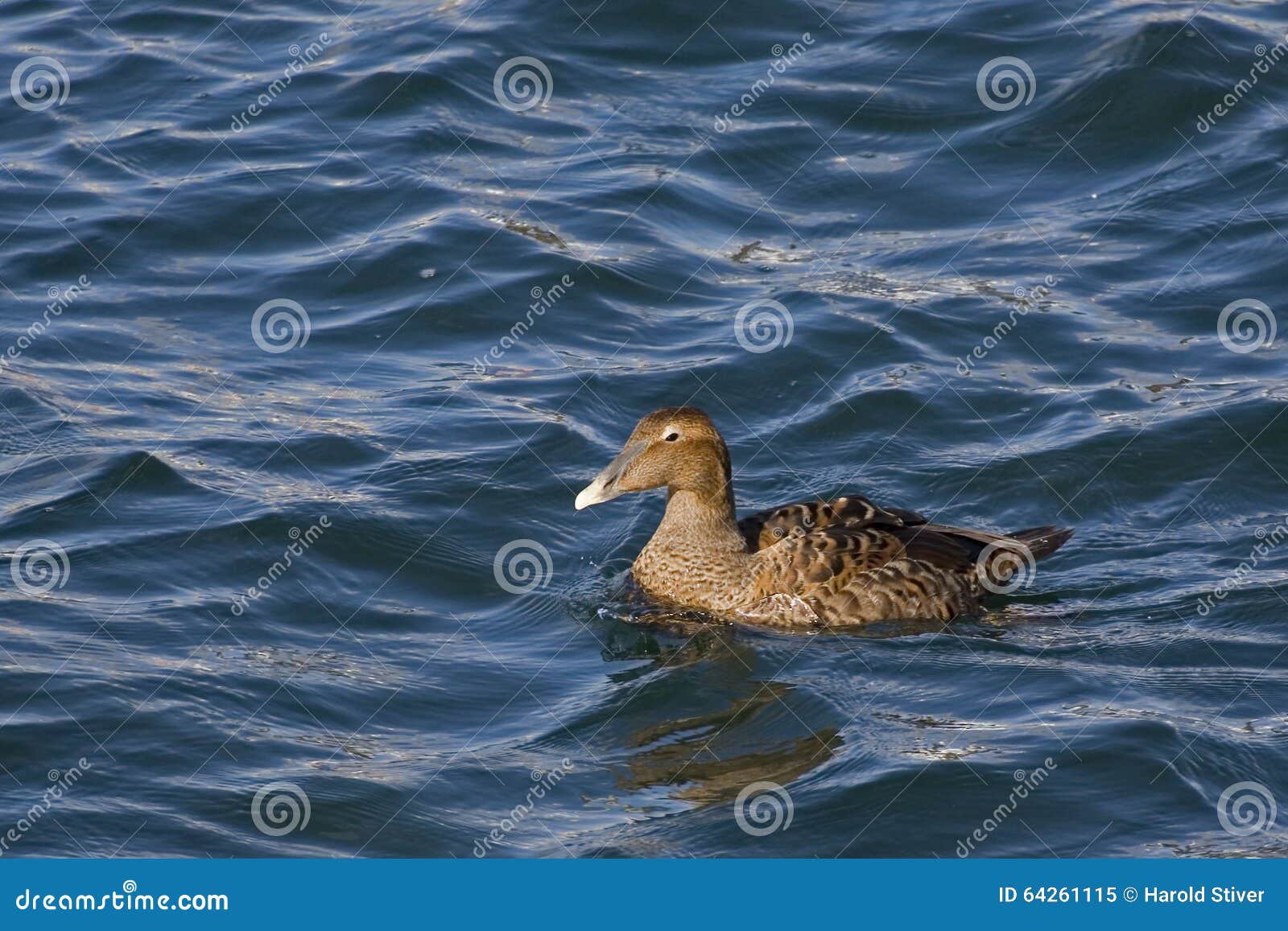 Female Common Eider, Somateria Mollissima, on the Water Stock Image ...