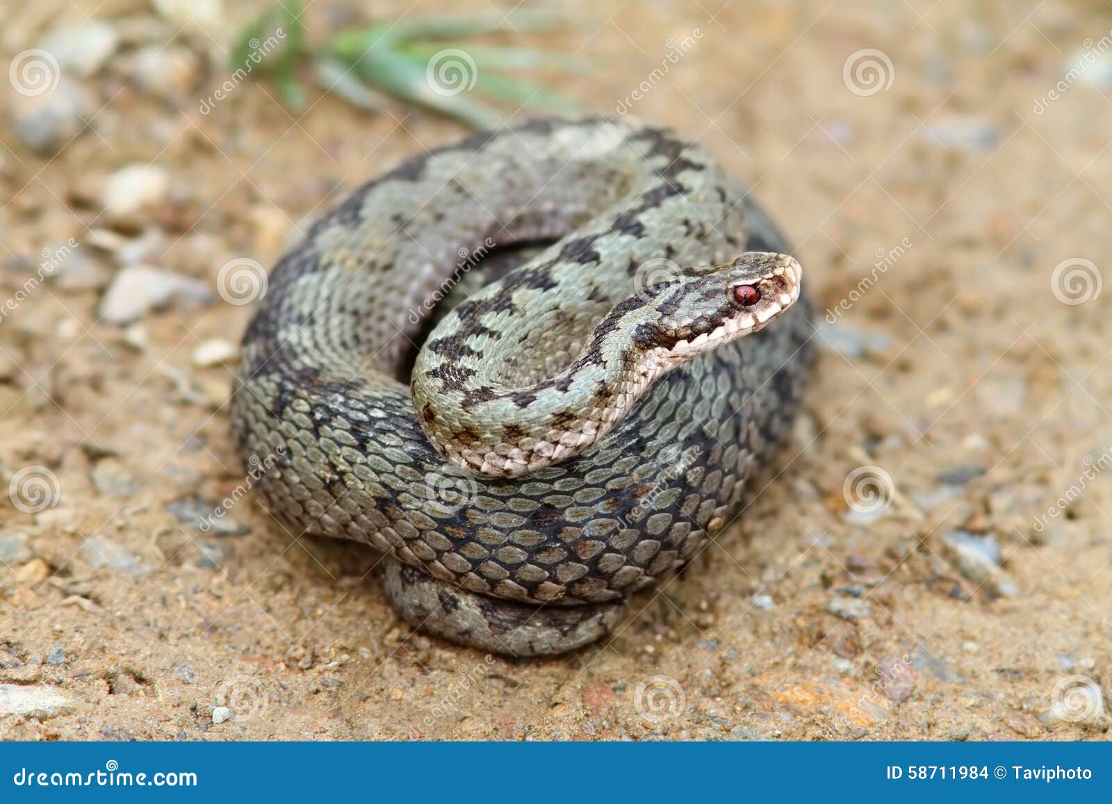 Female Common European Adder Ready To Strike Stock Photo - Image of ...