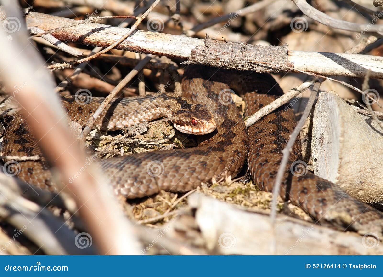 Female Common European Adder in Situ Stock Photo - Image of pattern ...
