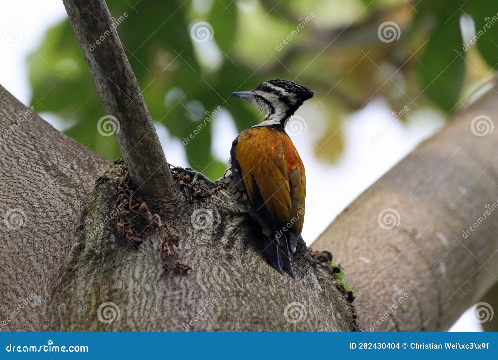 Female Common Flameback, Dinopium Javanense Stock Photo - Image of ...