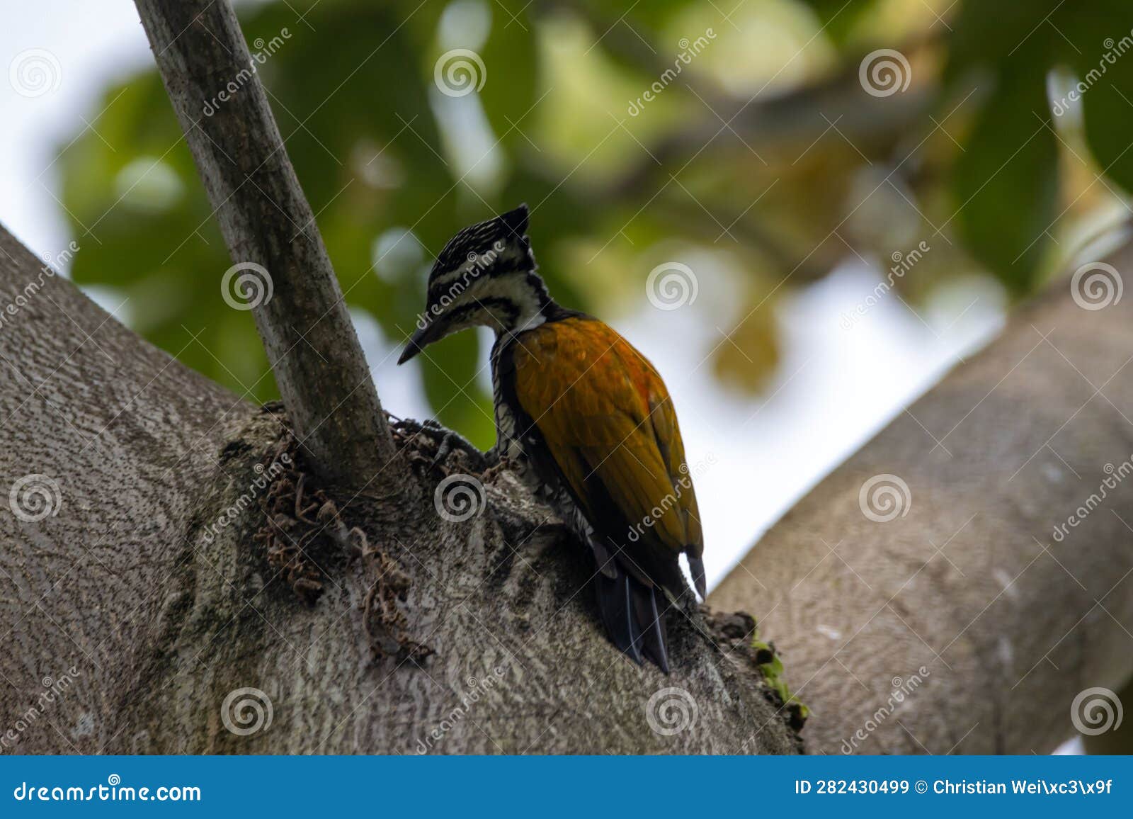 Female Common Flameback, Dinopium Javanense Stock Image - Image of ...