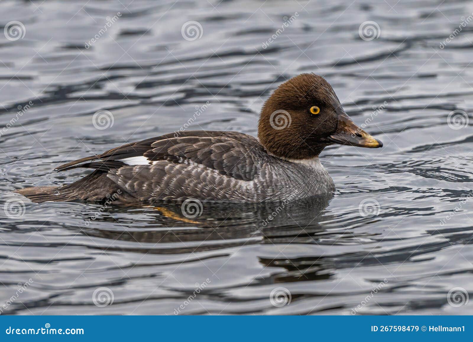Female Common Goldeneye stock image. Image of animal - 267598479