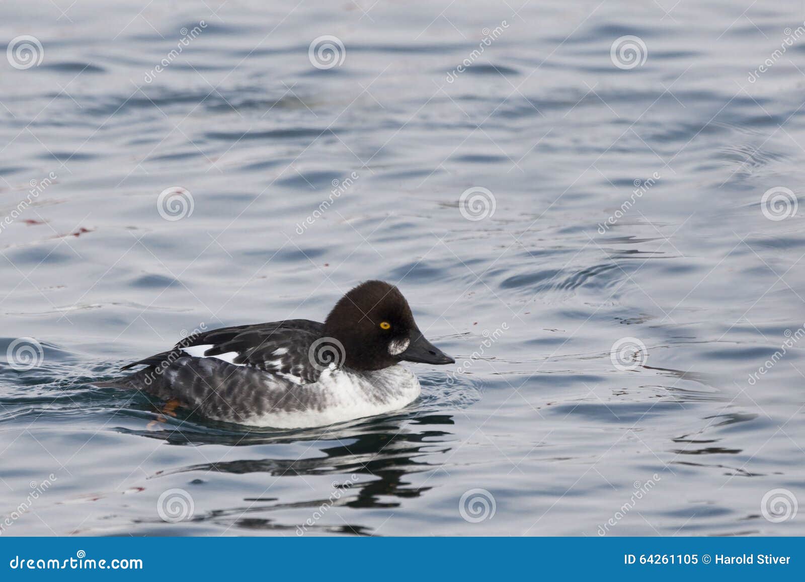 Female Common Goldeneye, Bucephala Clangula, Swimming Stock Image ...