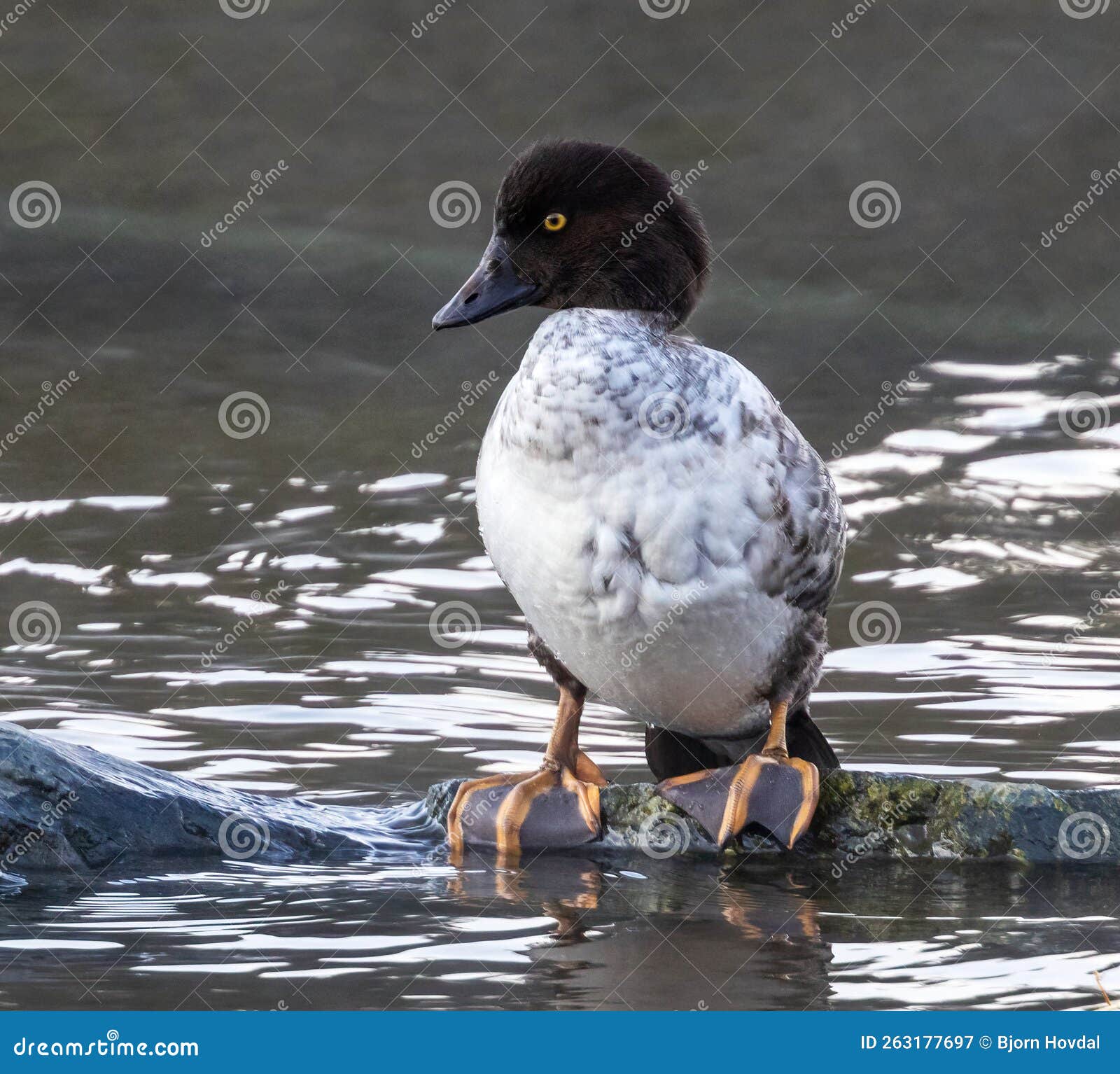 Goldeneye Duck Stock Photo | CartoonDealer.com #29471136