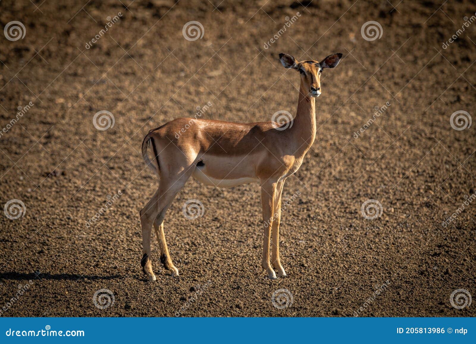 Female Common Impala Stands in Bright Sunlight Stock Photo - Image of ...