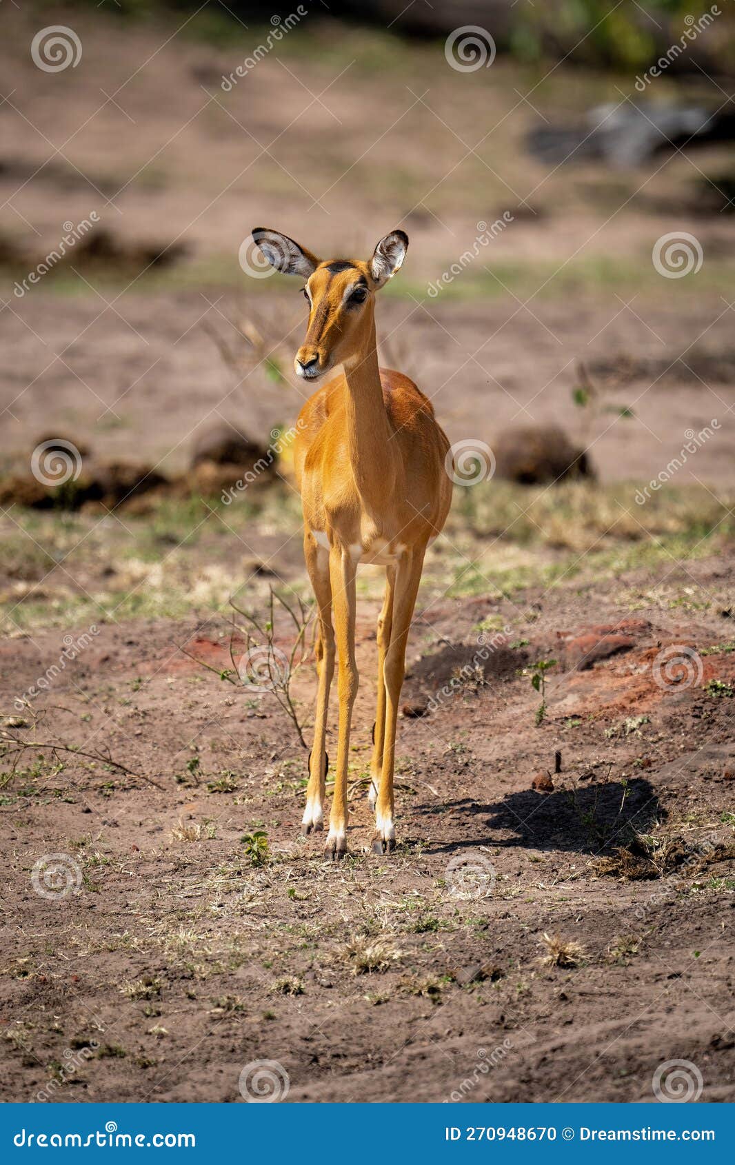 Female Common Impala Stands Looking at Camera Stock Photo - Image of ...