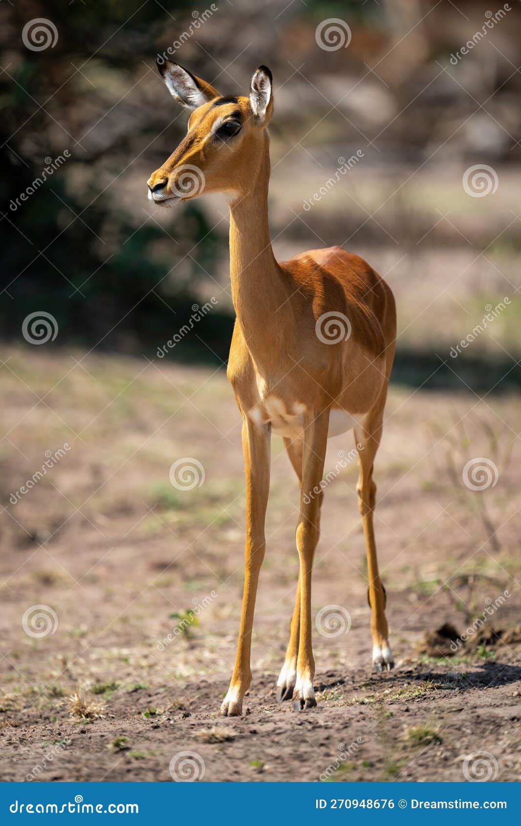 Female Common Impala Stands Sidelit Watching Camera Stock Photo - Image ...