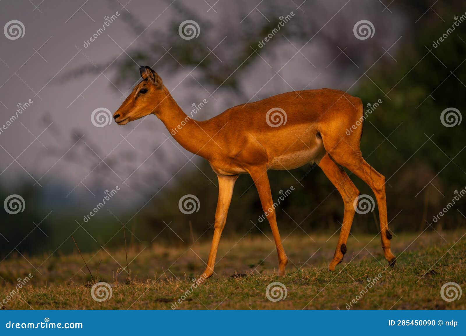 Female Common Impala Walks Across Grassy Plain Stock Photo - Image of ...