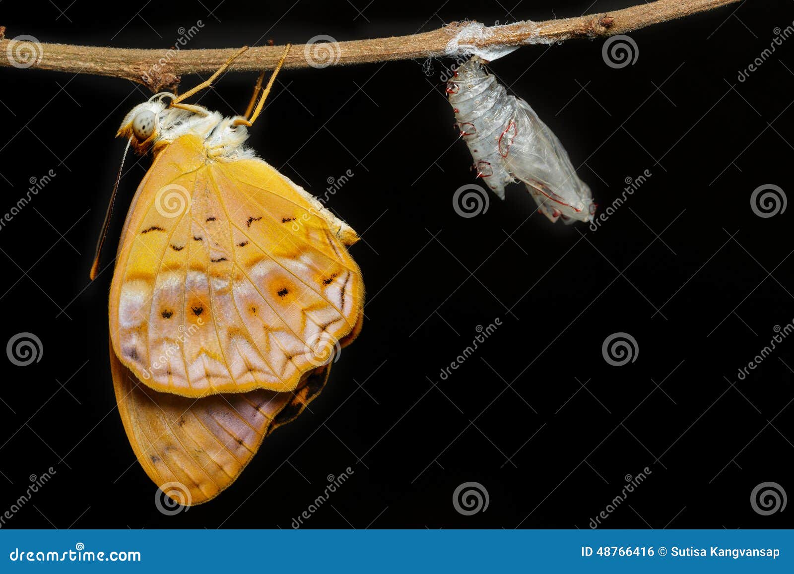 Female Common Leopard Butterfly Emerged from Cocoon Stock Photo - Image ...