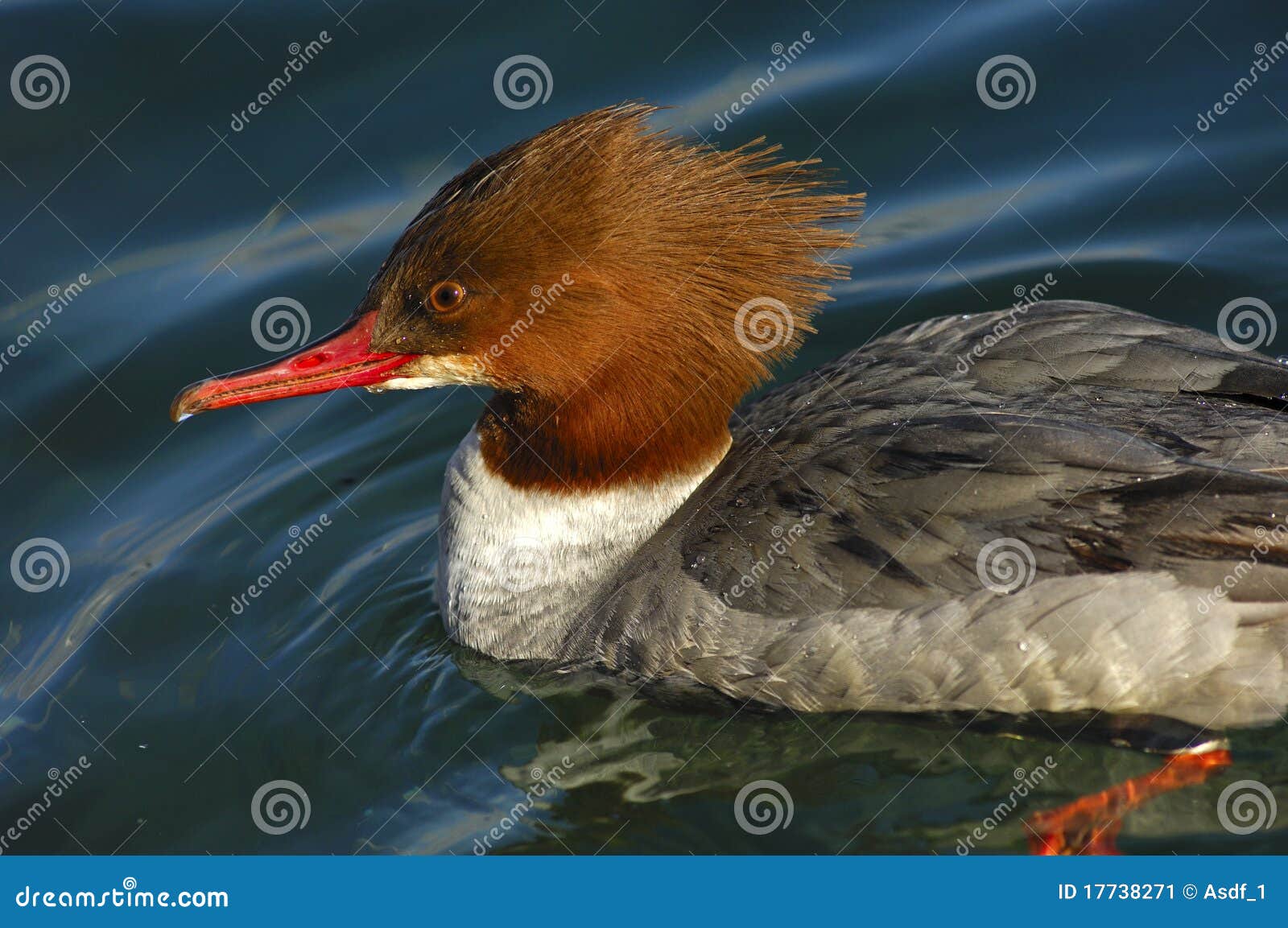 Female Common Merganser stock image. Image of anatidae - 17738271