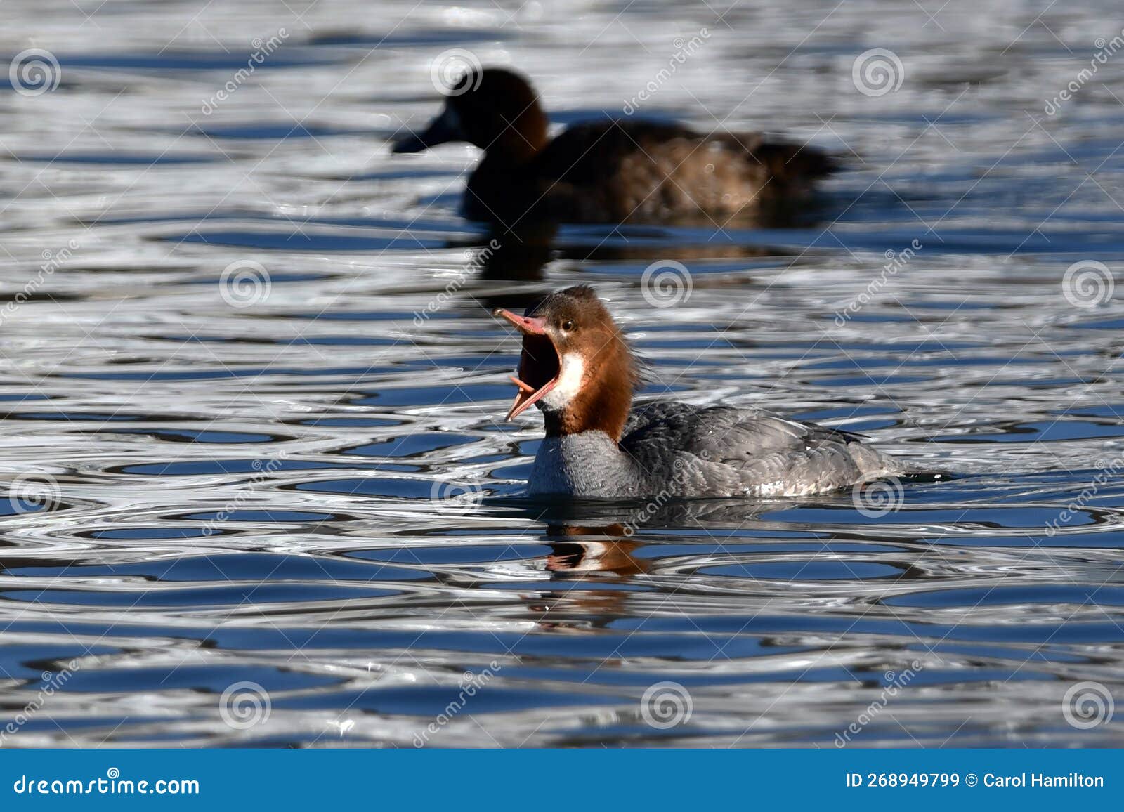 Female Common Merganser Duck Quacking Stock Image - Image of diving ...