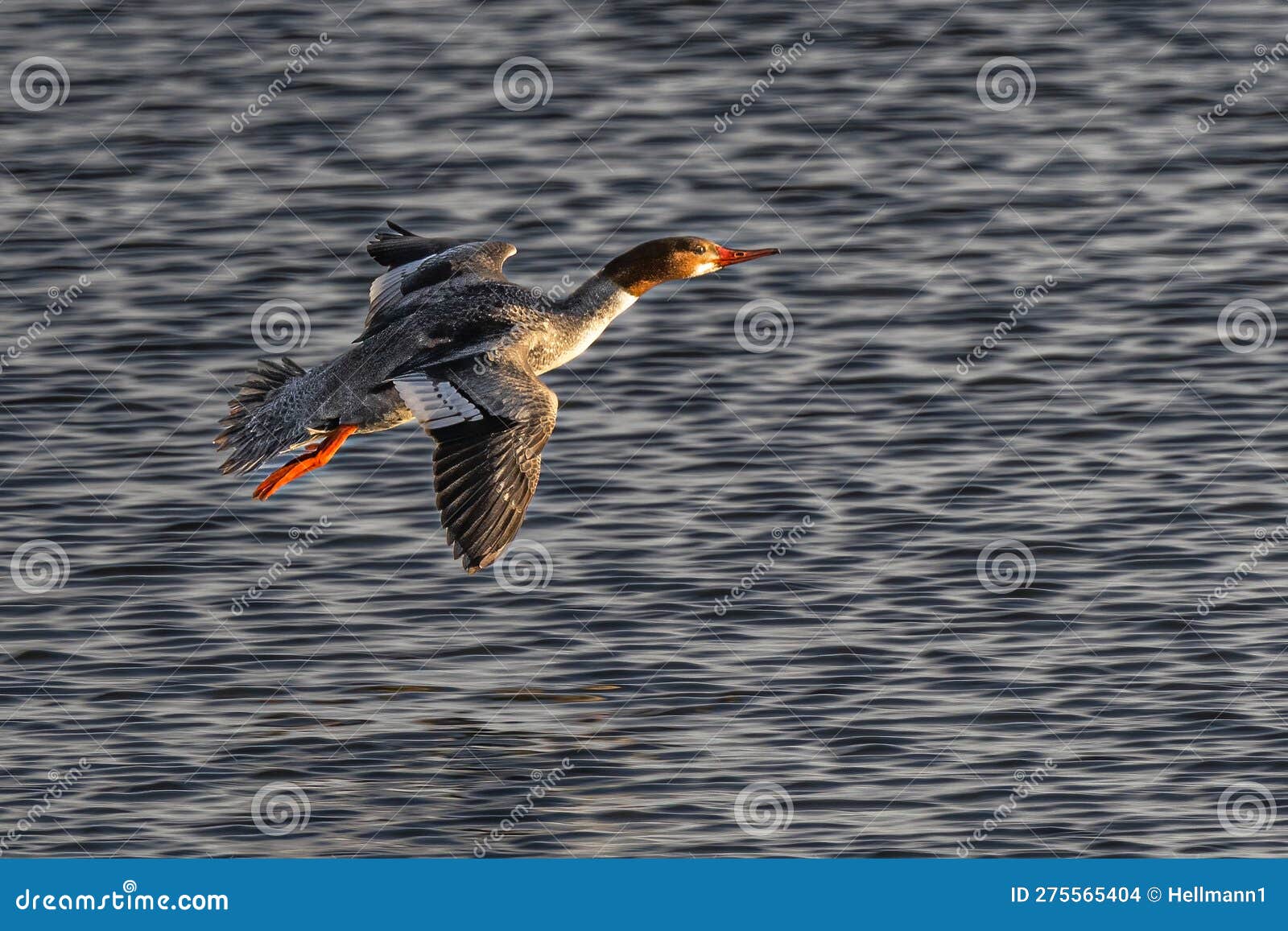 Female Common Merganser in Flight Stock Photo - Image of birding, blue ...