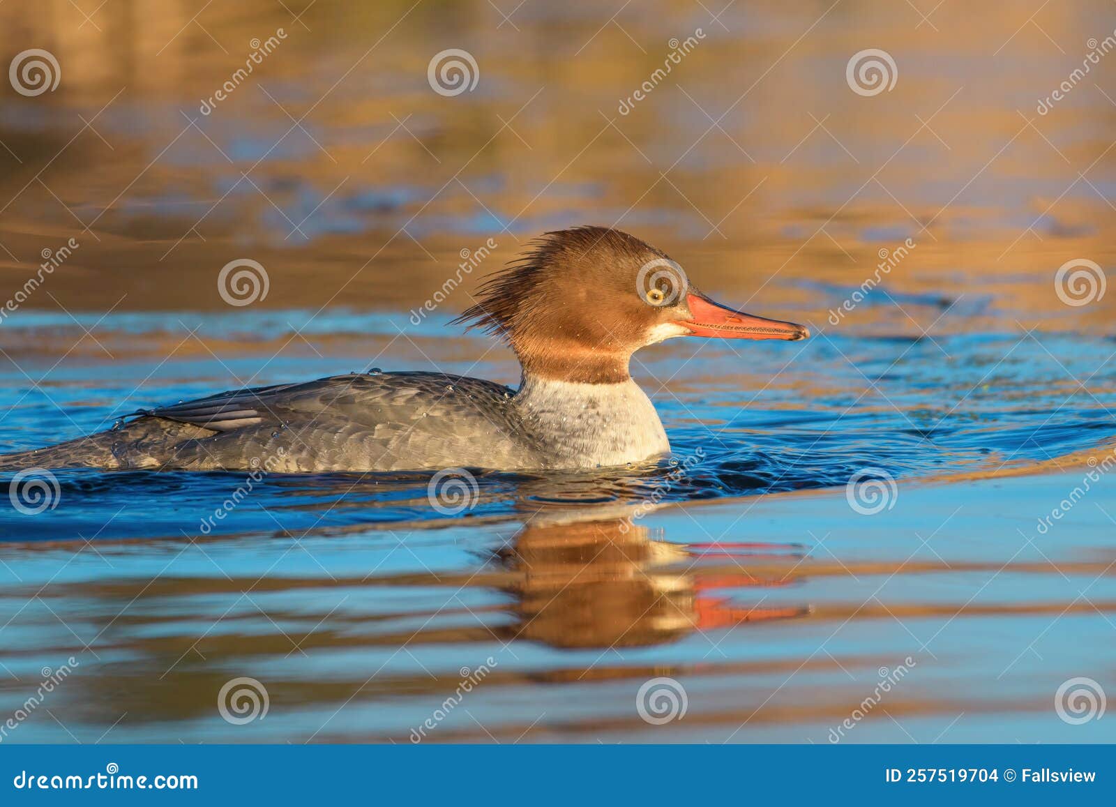Common Merganser Swimming in a Lake Stock Photo - Image of common, heads: 257519704