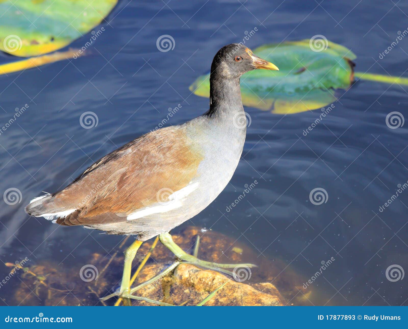 Female Common Moorhen stock image. Image of gallinule - 17877893