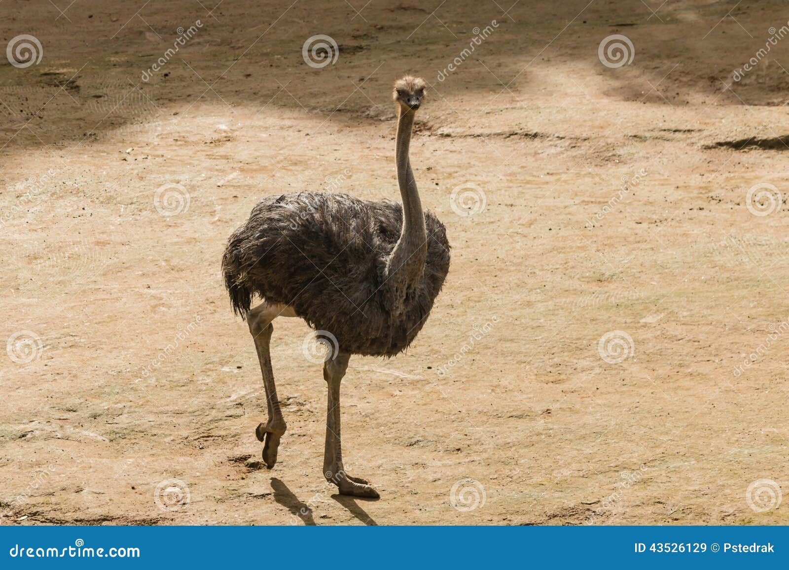 Female common ostrich stock image. Image of camelus, ostrich - 43526129