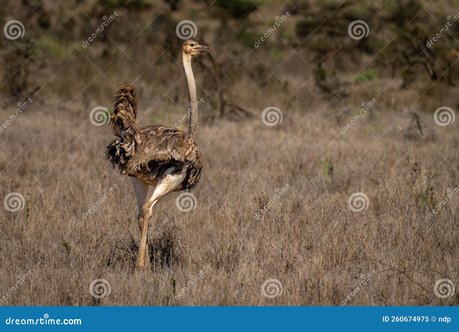 Female Common Ostrich Stands in Sunlit Savannah Stock Image - Image of ...