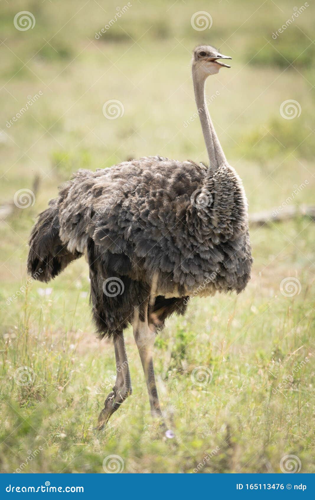 Female Common Ostrich Walks through Sunlit Grassland Stock Photo ...