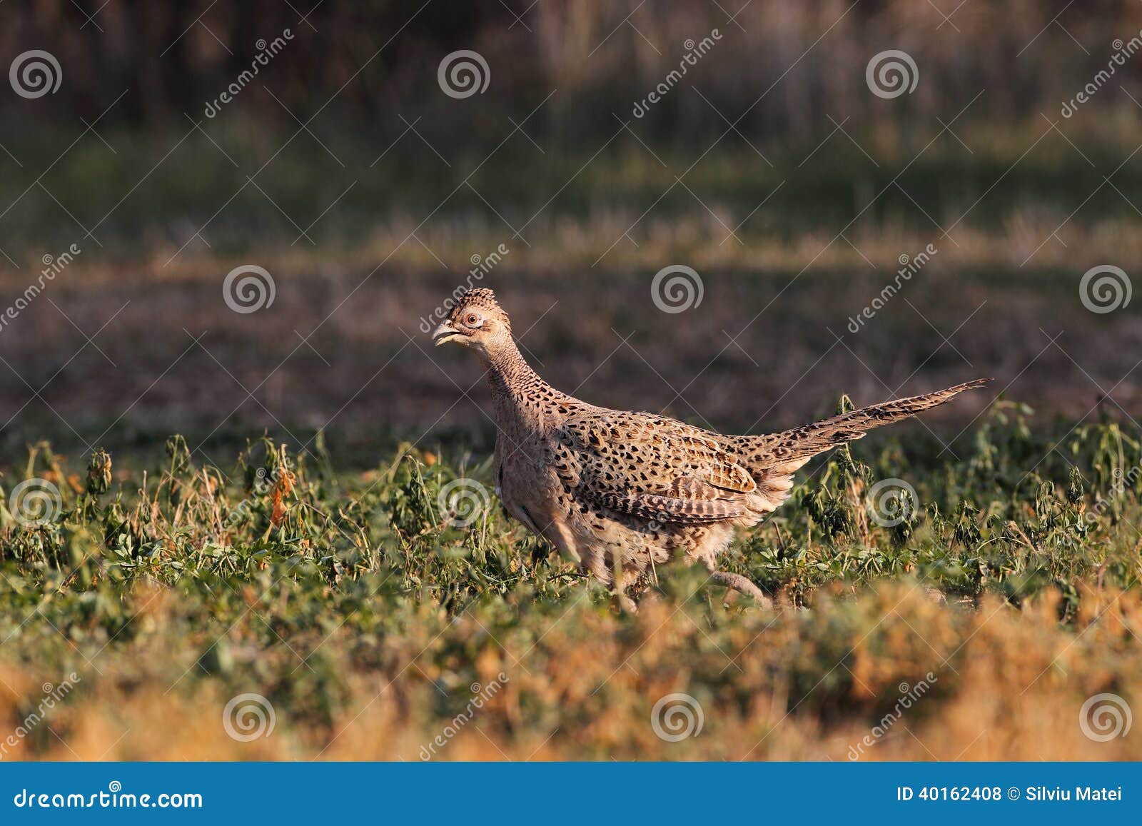 A Female of Common Pheasant in the Field Stock Photo - Image of animal ...