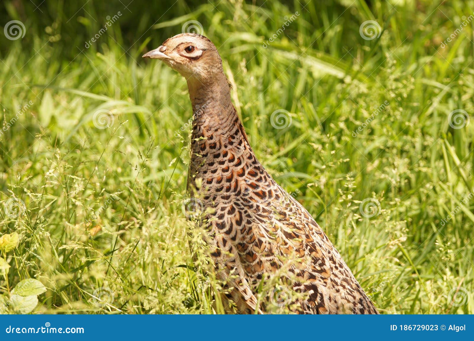 Female Common Pheasant Phasianus Colchicus Stock Image - Image of blur ...