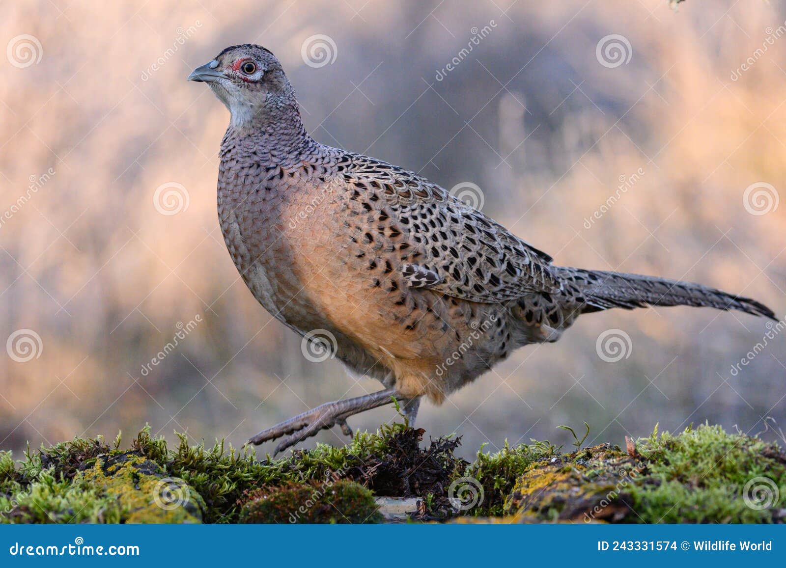 Female Common Pheasant Phasianus Colchicus in the Wild Stock Photo ...