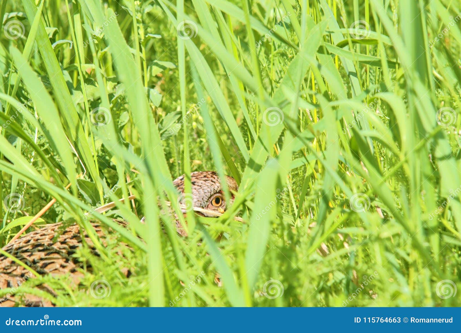 Female Common Pheasant Sitting in Its Nest in Grass Stock Image - Image ...