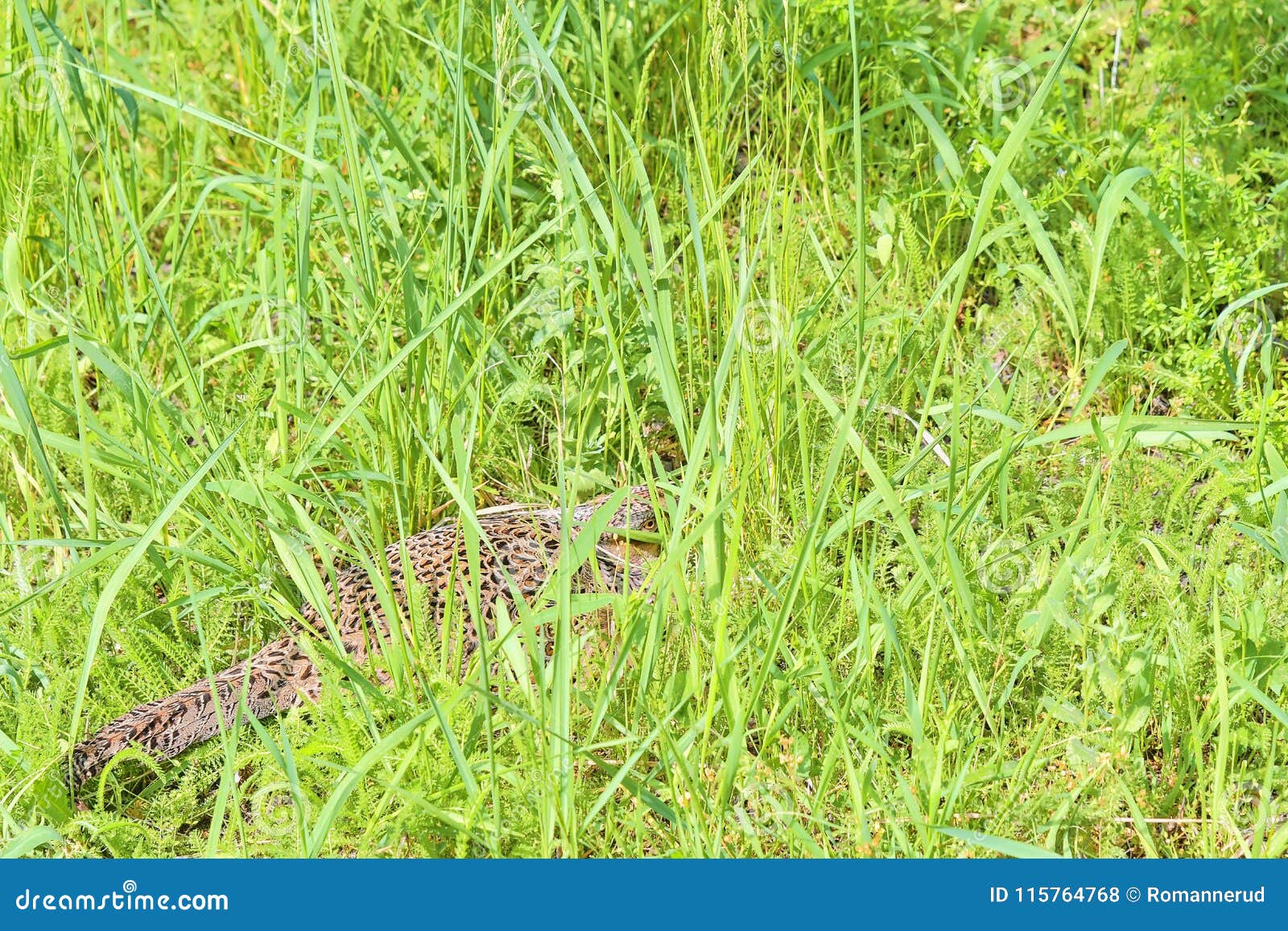 Female Common Pheasant Sitting in Its Nest in Grass Stock Photo - Image ...