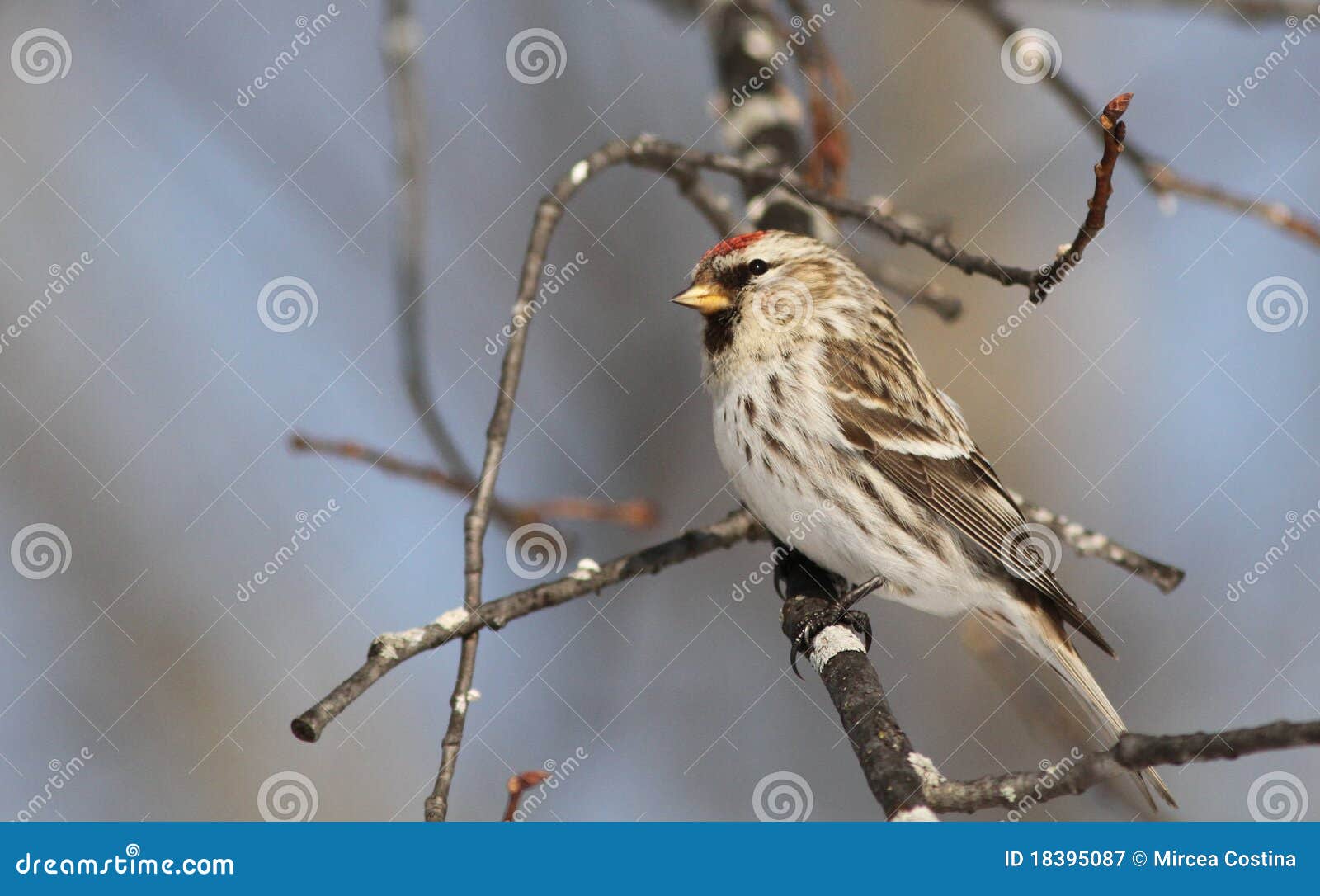 Female Common Redpoll stock image. Image of mirceax, canada - 18395087