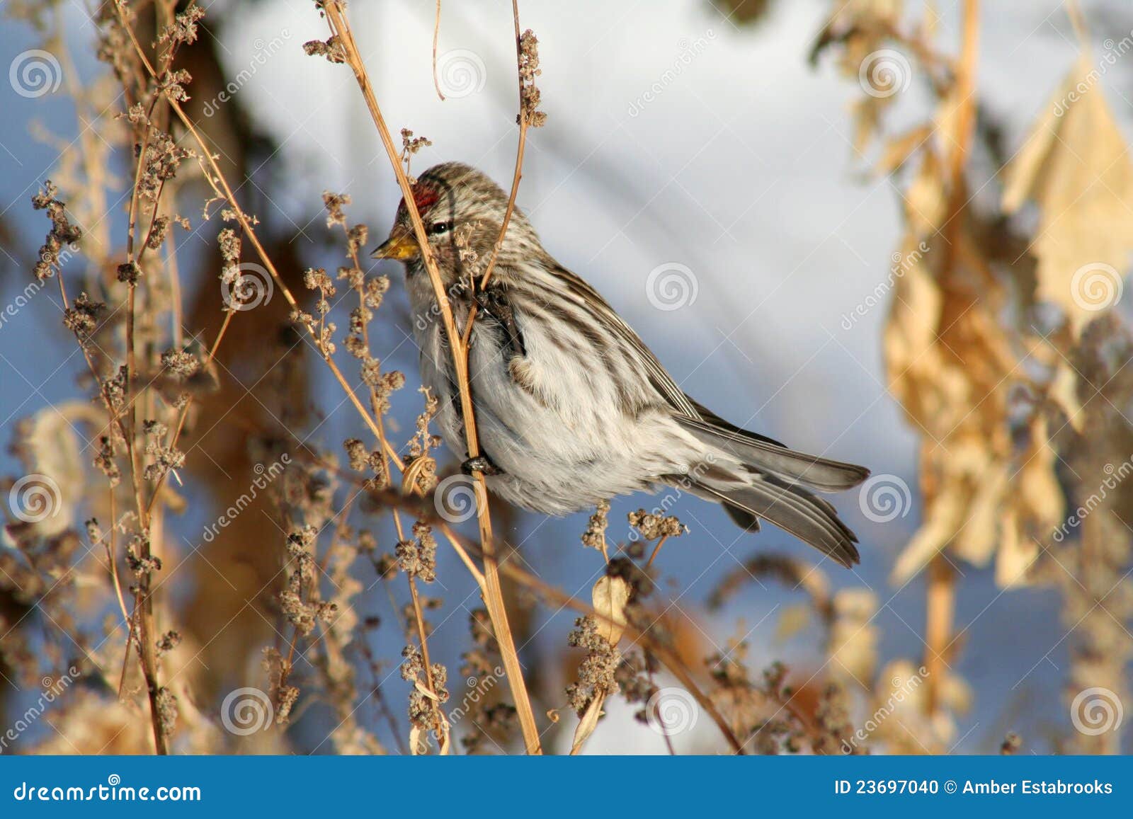 Female Common Redpoll stock photo. Image of wildlife - 23697040