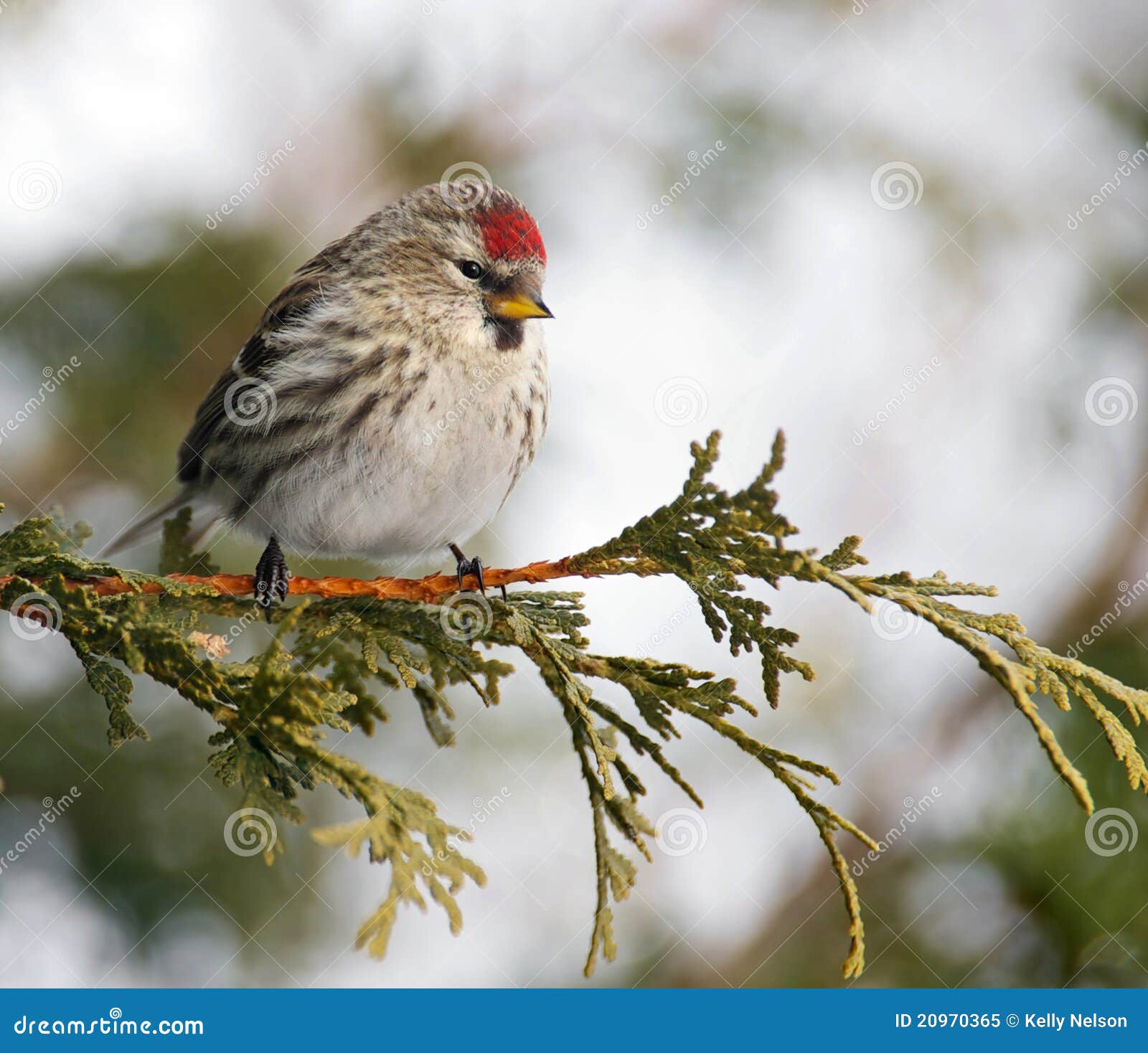 Female Common Redpoll in Winter. Stock Image - Image of animal, female ...