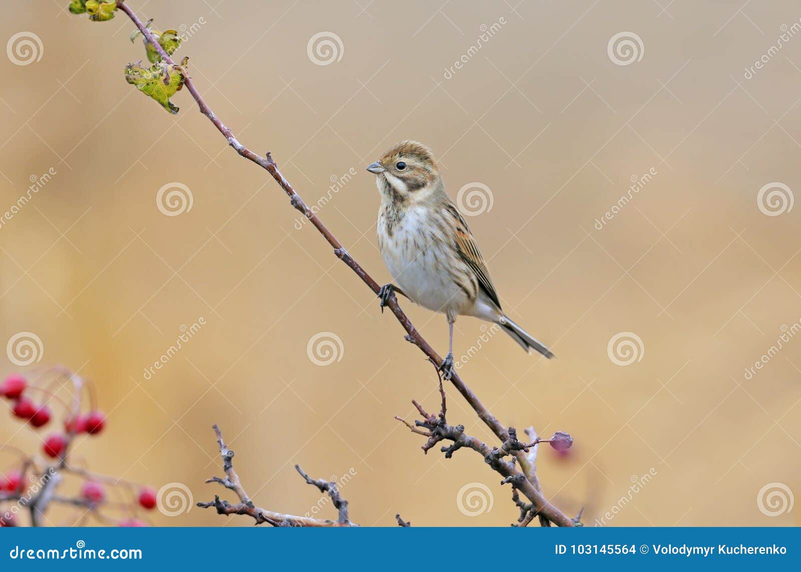 A Female of Common Reed Bounting Sits on the Branch Stock Photo - Image ...