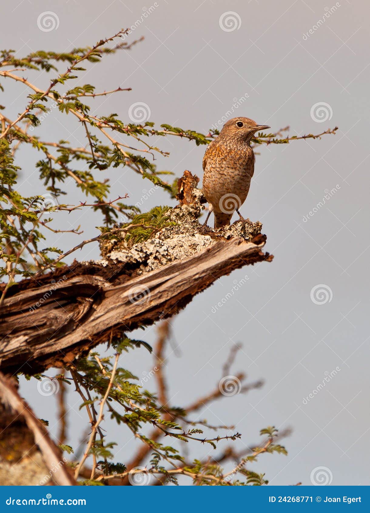 A Female Common Rock Thrush Stock Image - Image of appealing, kenia ...