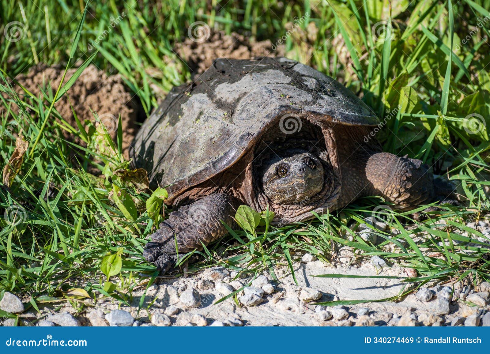 Common Snapping Turtle Laying Eggs Stock Image - Image of snapper ...