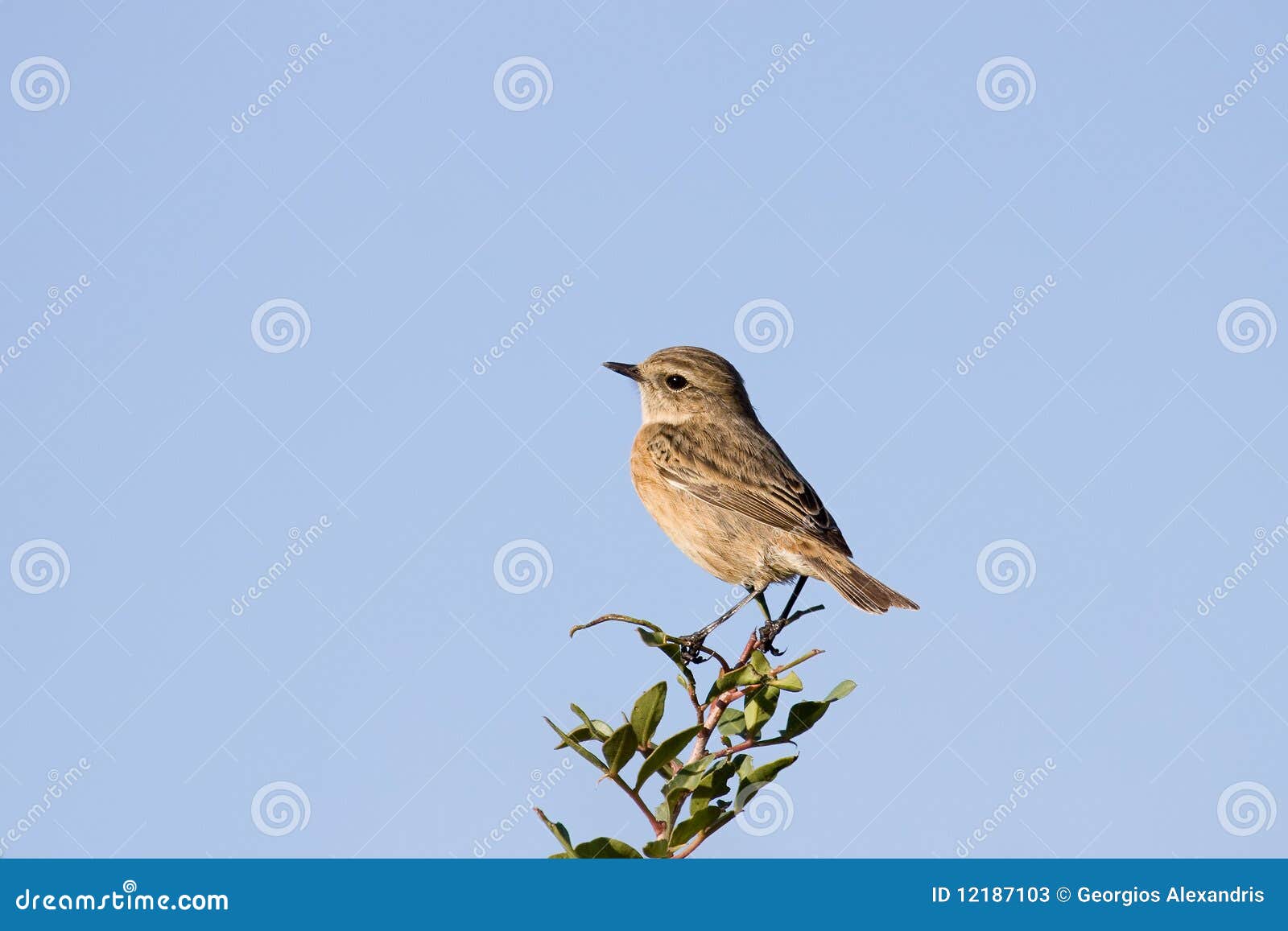 Female Common Stonechat on the Bush Stock Image - Image of greek, bird ...