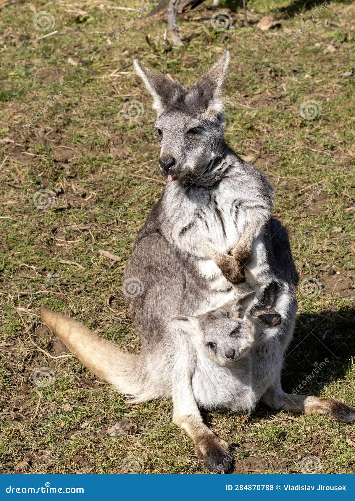 One Female Common Wallaroo, Macropus R. Robustus, with Young in Pouch ...