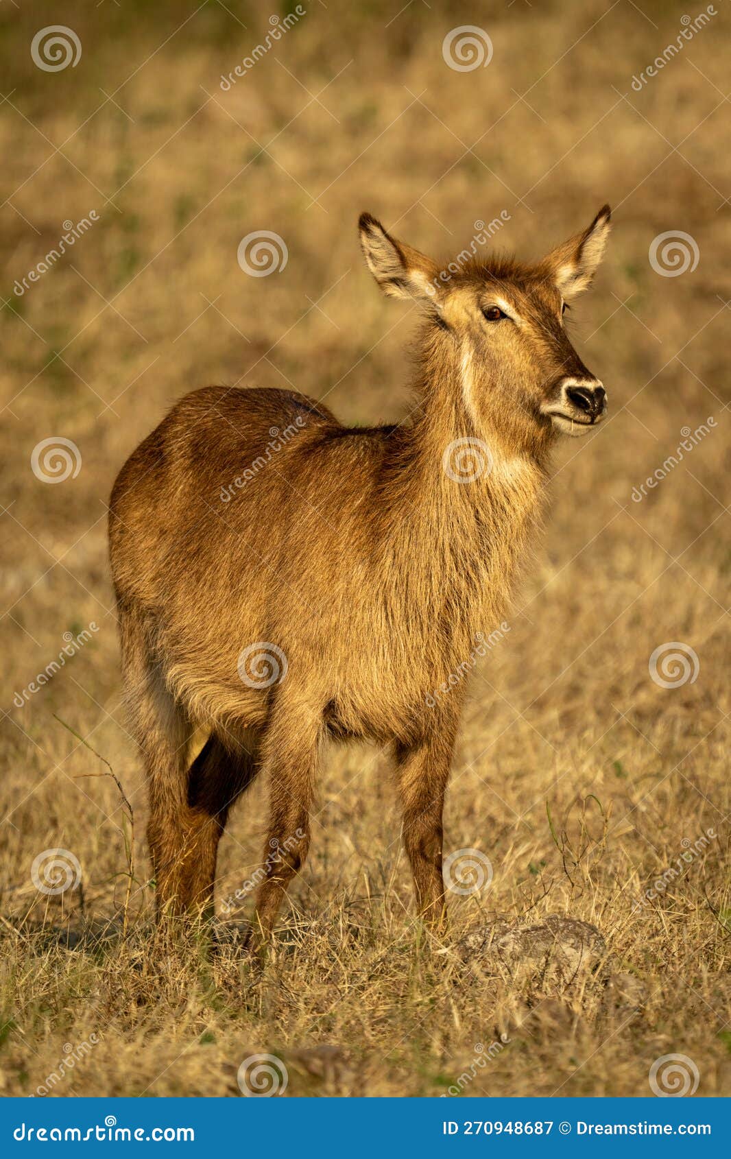 Female Common Waterbuck Stands in Long Grass Stock Image - Image of ...