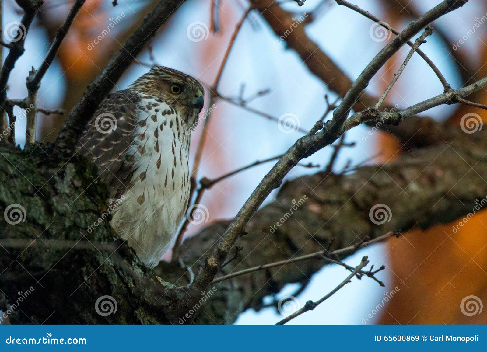 Female coopers hawk stock image. Image of female, feather - 65600869