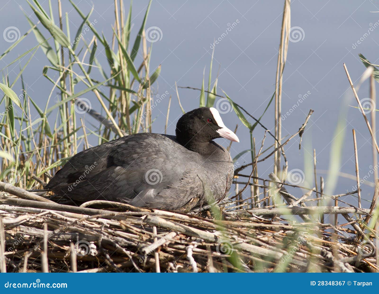 Female Coot Sitting on the Nest. Stock Image - Image of black, animal ...