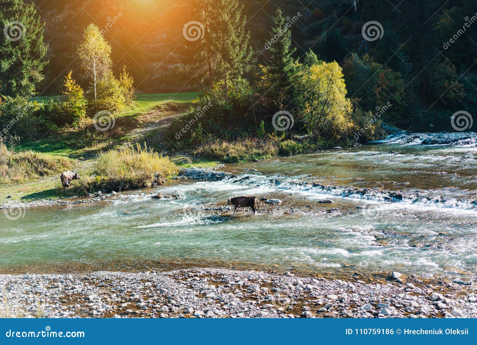 Cow crossed the river stock photo. Image of meadow, graze - 110759186