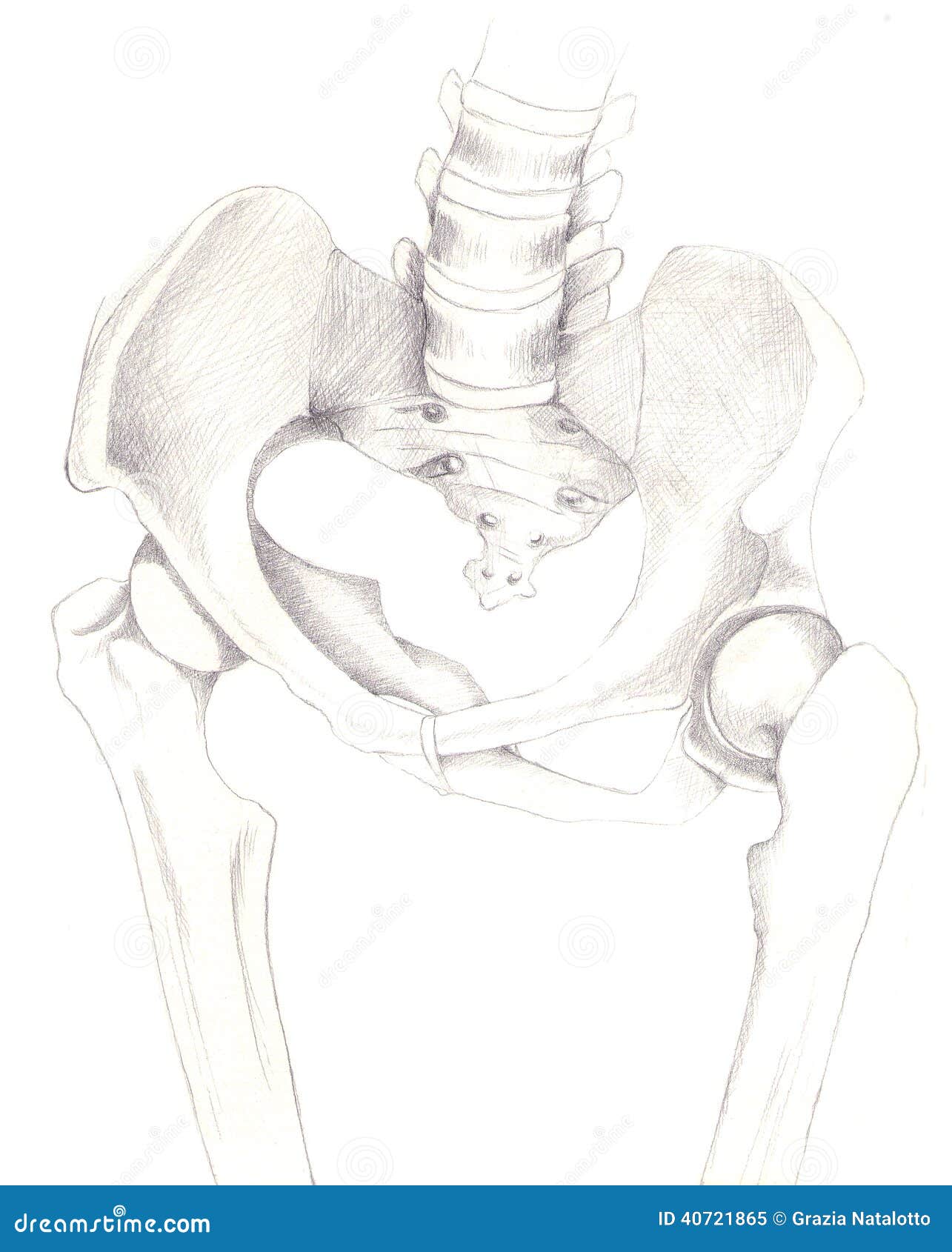 Female coxal bones stock illustration. Illustration of monochrome ...